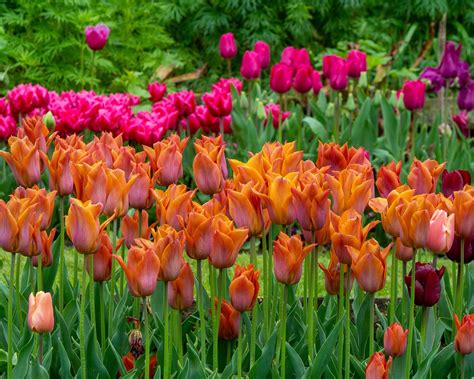 Tulip Request Bulbs — Buy Online At Farmer Gracy Uk
