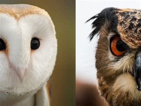 B S U T P H Nh Nh Chim L N Ch T L Ng K V I H N T M Nh