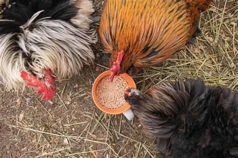 Animal Feed And Poultry Feed Testing In Hisar