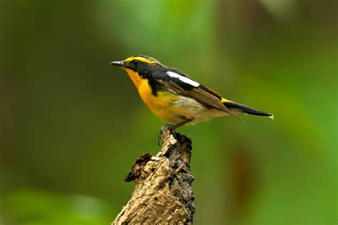 今年は黄色に癒されます！ キビタキ 1 By B88 （id：13008860） 写真共有サイトphotohito