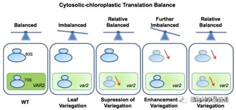 Plant Physiol郁飞教授研究团队揭示细胞质与叶绿体翻译的平衡调控叶绿体发育的新机制