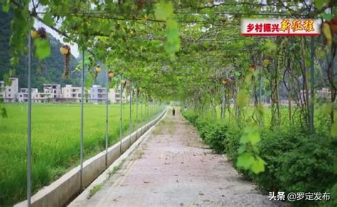 祝賀！廣東美麗鄉村特色村，羅定榜上有名！ 每日頭條