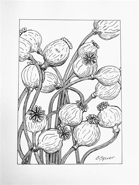 Seed Pods Drawing