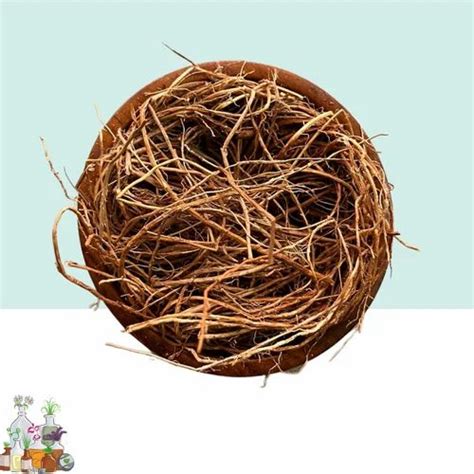 Vetiver Root At Rs 45400 Salem Id 27216196530