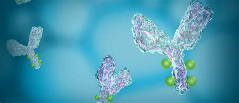 Immuno Capture Lc Ms Ms Hybrid Assays For Adc Bioanalysis And Complementarity With Lbas