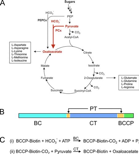 Pyruvate Carboxylase Reaction