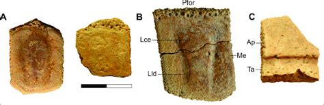 Osteoderms Cns Pv 041 Of Kraglievichia Paranensis A Fixed