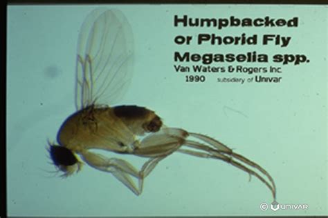 Phorid Fly