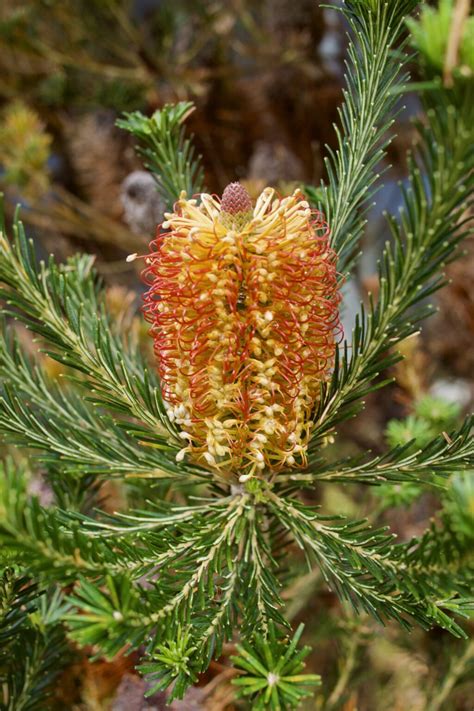 The Little Known Banksia Ericifolia ‘little Eric Mallee Design