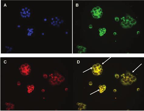 Expression In Glutag Cells Of A Dapi Nuclear Stain B Glp 1 C