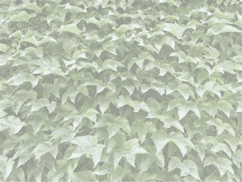 Background Ivy Stock Vector Illustration Of Vertical 225120375
