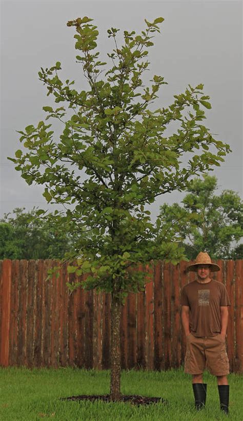 Swamp Chestnut Oak Tree Southern Native Trees