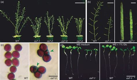 Vegetative Growth And Reproduction Phenotypes Of Cs7 Mutants A