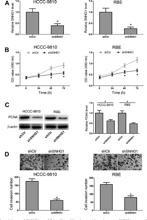 Figure 2 From The Interaction Between Lncrna Snhg1 And Mir 140 In