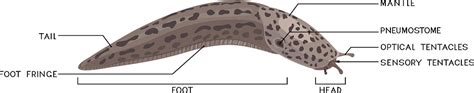 External Anatomy Of Leopard Slug Structure Of Slug For Biology Lessons