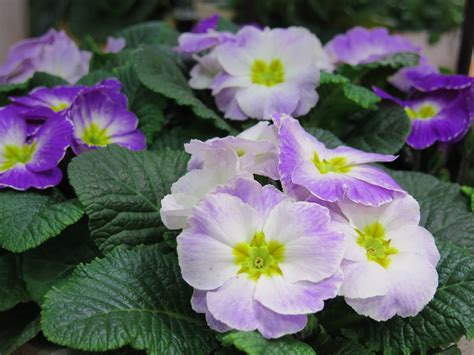 Primula Belarina Lively Violet Arkiv - Helt hen i haven