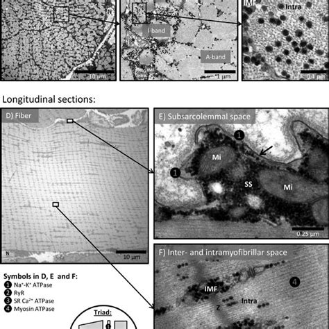 Schematic Representation Of The 3 Defined Subcellular Localizations Of