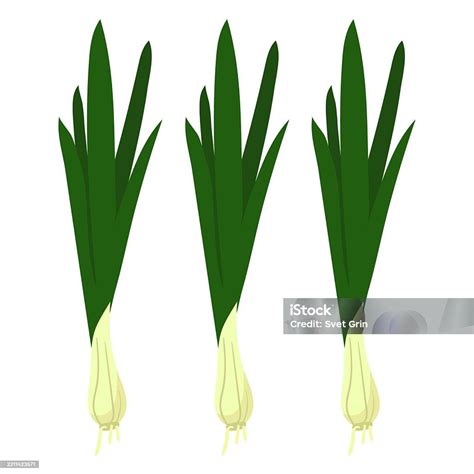 바삭 바삭한 식감의 신선한 파는 밝은 색을 뽐냅니다 요리 블로그 레시피 북 등에서 다양한 요리에 파의 신선함을 강조하는 데 사용할 수 있습니다 벡터 가정 주방에 대한 스톡