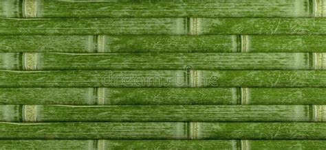 Green Bamboo Fence Background Green Bamboo Horizontal Realistic