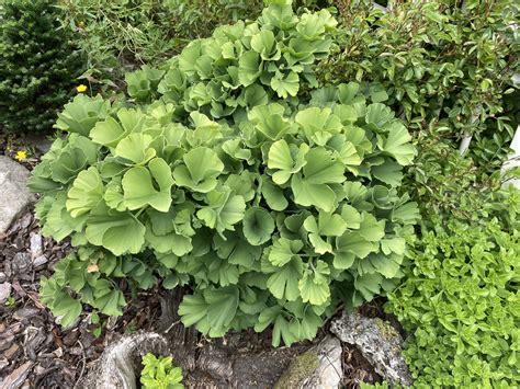 Ginkgo Biloba Troll Herman Geers