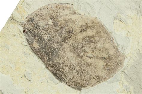 1 65 Miocene Fossil Leaf Augsburg Germany 254143 For Sale