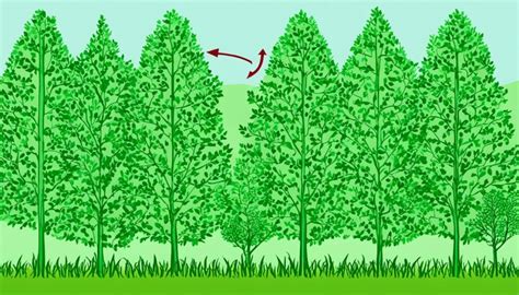 Unlock Earth S Secrets Net Primary Productivity Equation