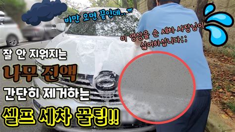 잘 지워지는 않는 자동차 나무진액 간단히 제거하는 셀프세차 꿀팁 대방출 Youtube