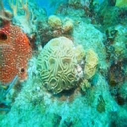 GitHub Satin UnderWaterImageEnhancement The Image Quality Is