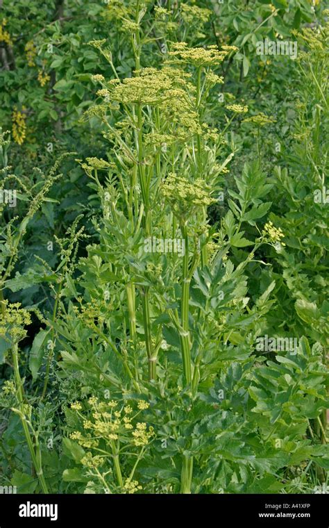 Plants Going To Seed Hi Res Stock Photography And Images Alamy