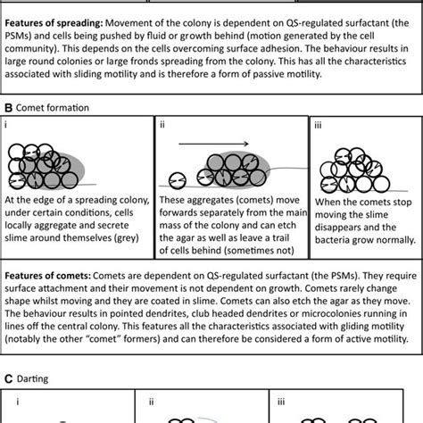 Overview Of Staphylococcus Motility A The Edge Of A Locally Passively Download Scientific