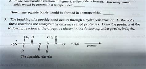 In the condensation reaction in Figure 1, a dipeptide is formed. How ...