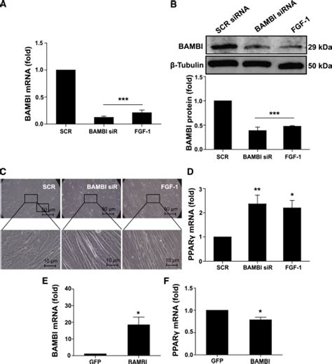 Bambi Manipulation Affects Priming Of Sgbs Pas The Effect Of Bambi
