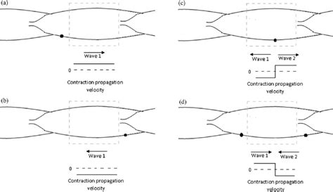 The Sign Of The Contractile Waveform Propagation Velocity Carries