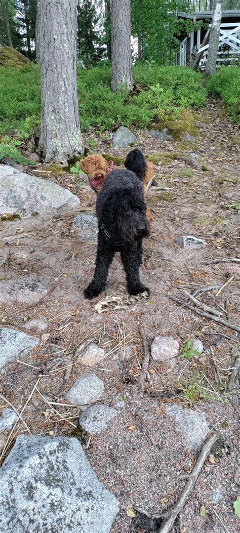 Nemo Found A Skull Prob Deer Reliteeden