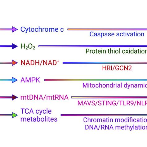 Mitochondria As Signalling Organelles Mitochondrial Reactive Oxygen