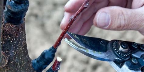 Do Citrus Trees Need To Be Grafted Couch To Homestead