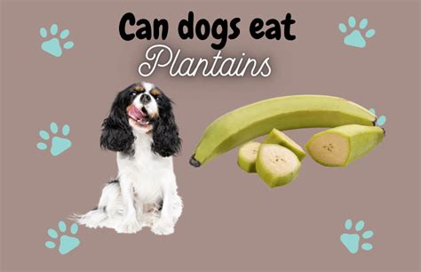 Can Dogs Eat Plantains Unveiling The Truth
