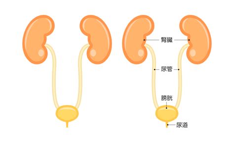 No02 泌尿器ってなあに？ 井口腎泌尿器科