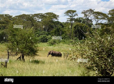 African Elephant Walking In High Grass In Serengeti National Park Stock