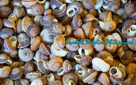 Snail Macaroni Flattened Obba 2 3 Cm Seashell Supplies Philippines