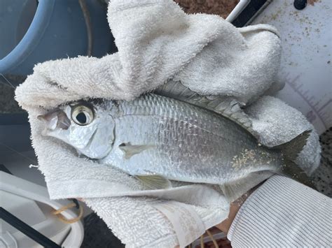 いろはす on Twitter これなんて魚食べれる https t co S1D7PYPqzx Twitter