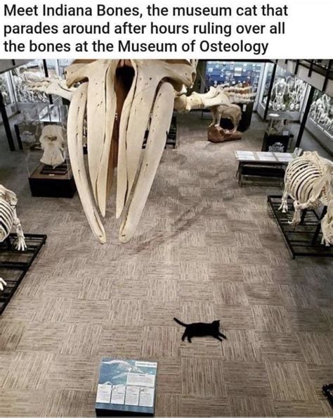 Da Da Dam Dum Rcatswithjobs