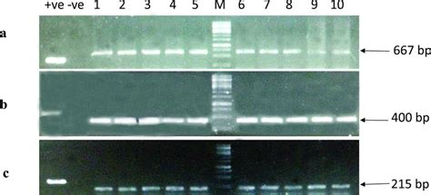 Pcr Confirmation Of Transgenic Plants Pcr Amplification Of A Fmv