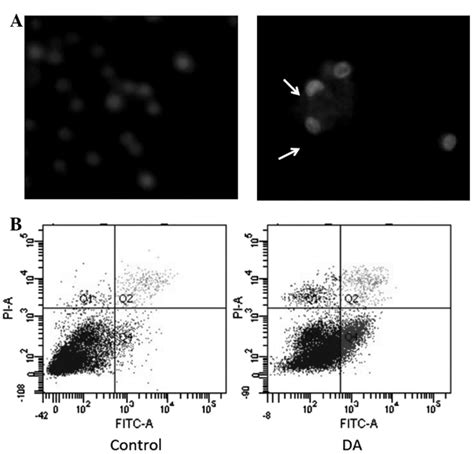 Da Induced Mcf 7 Cell Apoptosis A Mcf 7 Cells Treated With 005 Mm