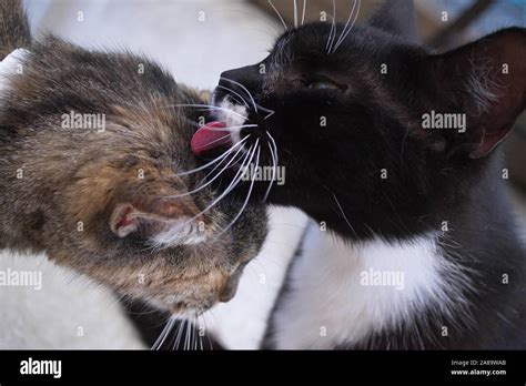 Black And White Feral Cat Licking The Head Of Another Feral Cat At A