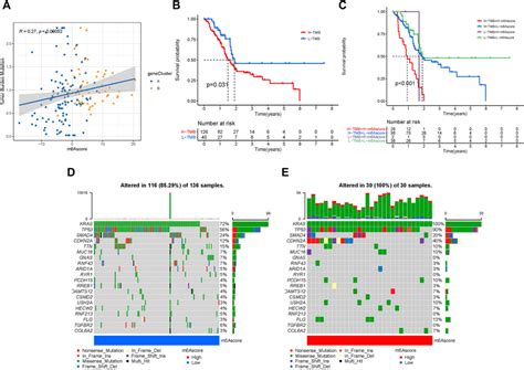 Characteristics Of M6a Modification Patterns In Tumor Somatic Mutation