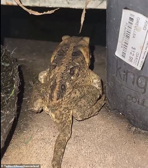 Massive Five Legged Cane Toad Is Spotted In A Ipswich Backyard In