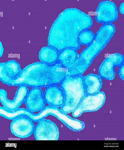 Avian Influenza Virus Coloured Transmission Electron Micrograph Tem