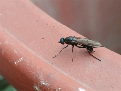 Ptecticus Japonicus From Linyi Cn Sd Cn On August 19 2023 At 0633 Pm By Ingester · Inaturalist