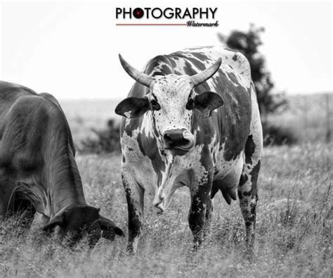 Sharpening Images In Photoshop Using High Pass Filter Outdoorphoto